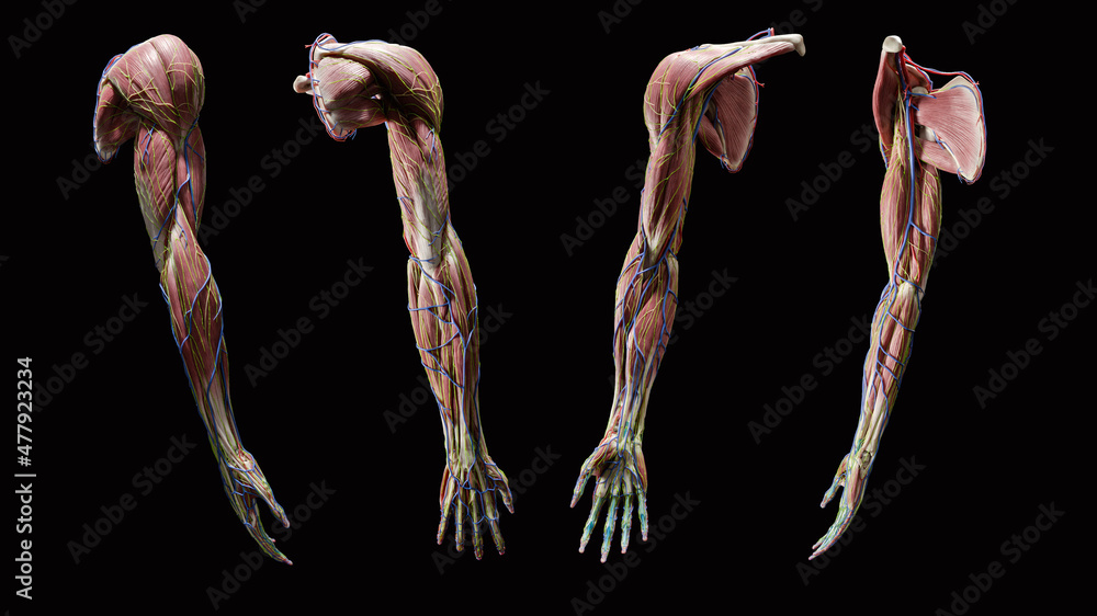 Full arm 3d muscular anatomy on black background, multiple views Stock ...