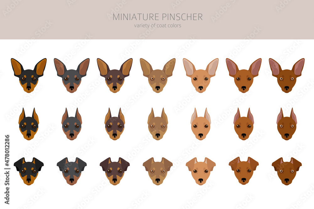 Vector de Stock Miniature pinscher clipart. Different poses, coat ...