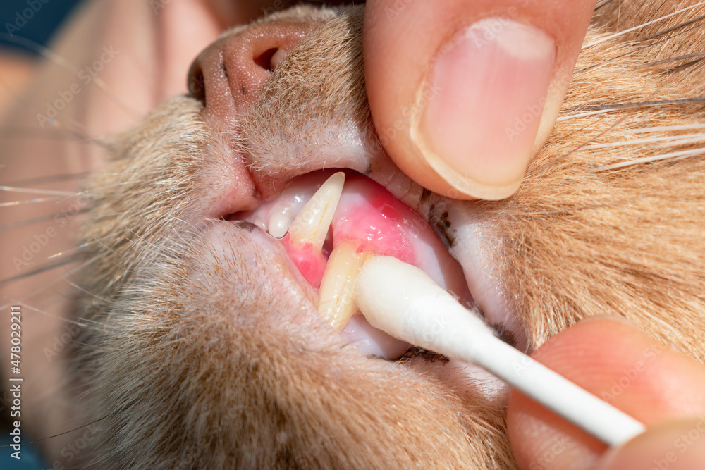 Cat owner putting healing dentifrice on his feline's teeth. Cat dental ...