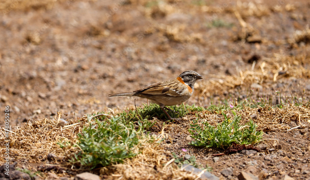 Charming Rufous-collared Sparrow (Zonotrichia capensis chilensis ...