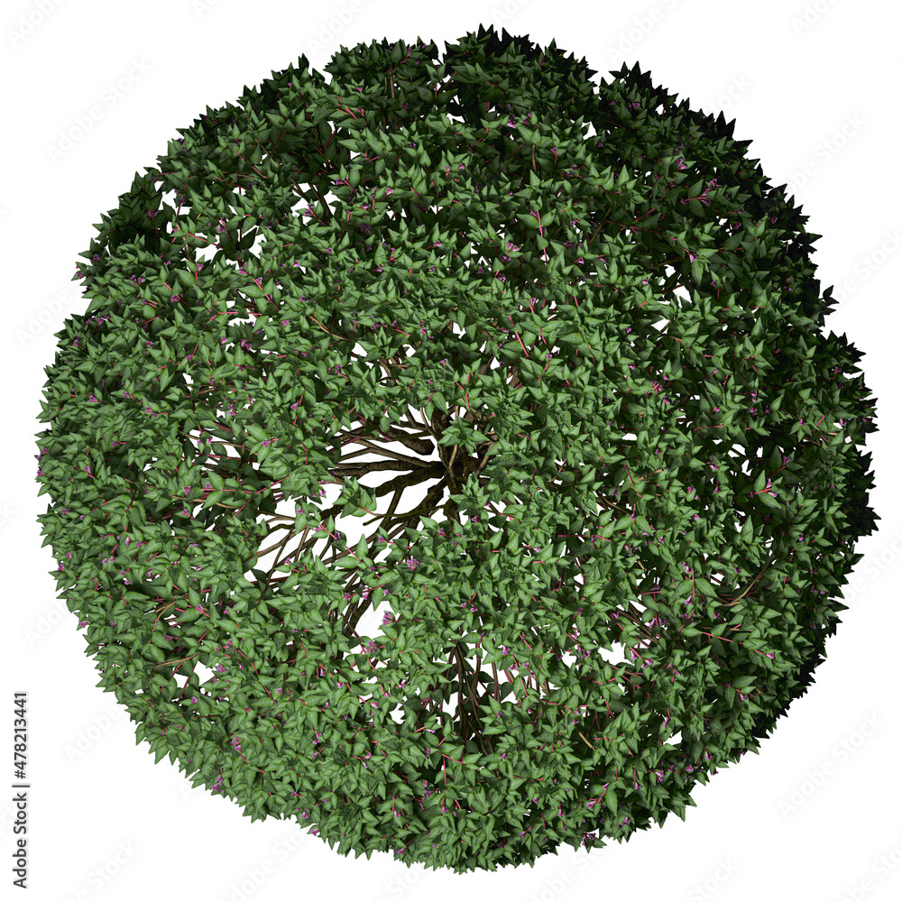 VEGETATION TOP VIEW - TREES PLANTS AND BUSHES IN PLAN Stock ...