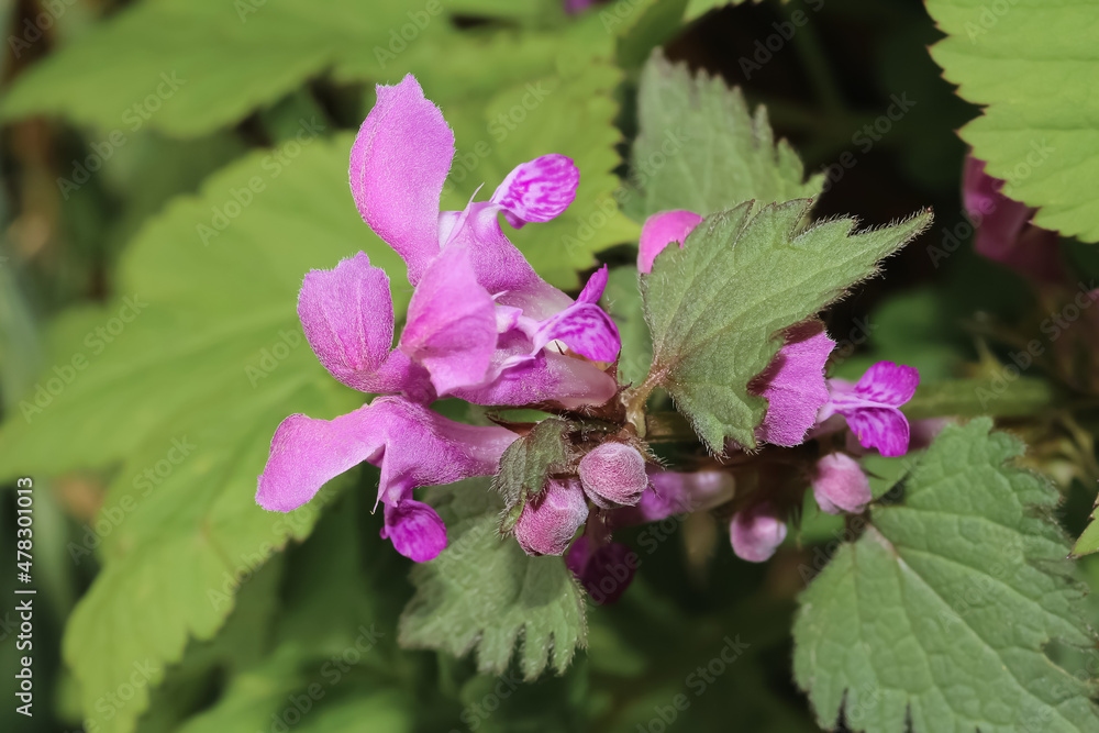 Blüte der roten Taubnessel, Lamium Purpureum の Stock フォト | Adobe Stock