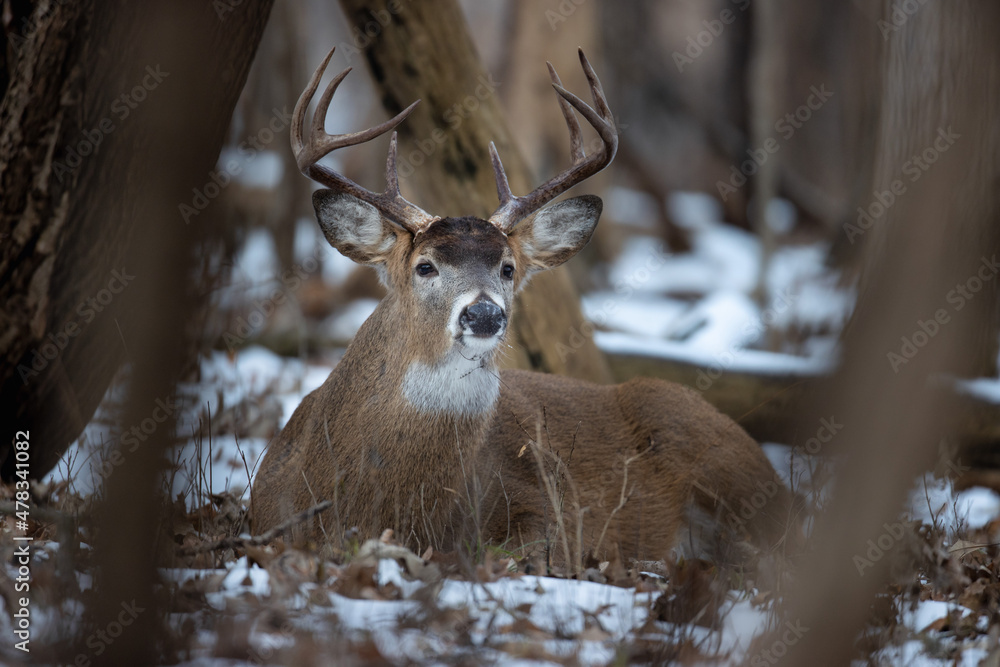 Bedded buck whitetail deer Stock Photo | Adobe Stock