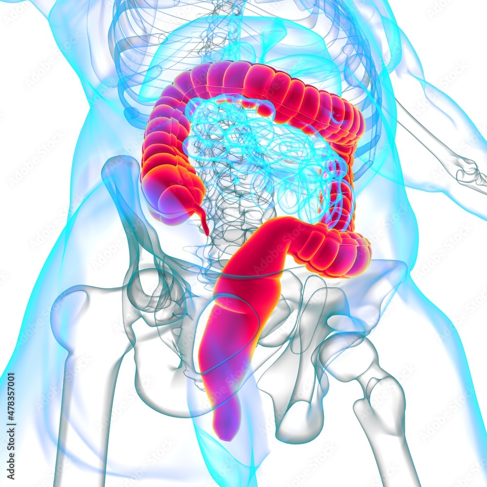 Large Intestine 3D Illustration Human Digestive System Anatomy Stock ...