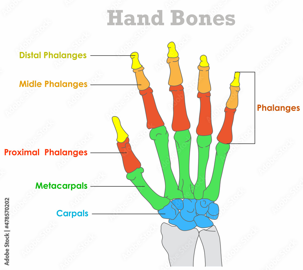 Hand bones anatomy. Carpal, Metacarpal, distal, proximal, middle ...