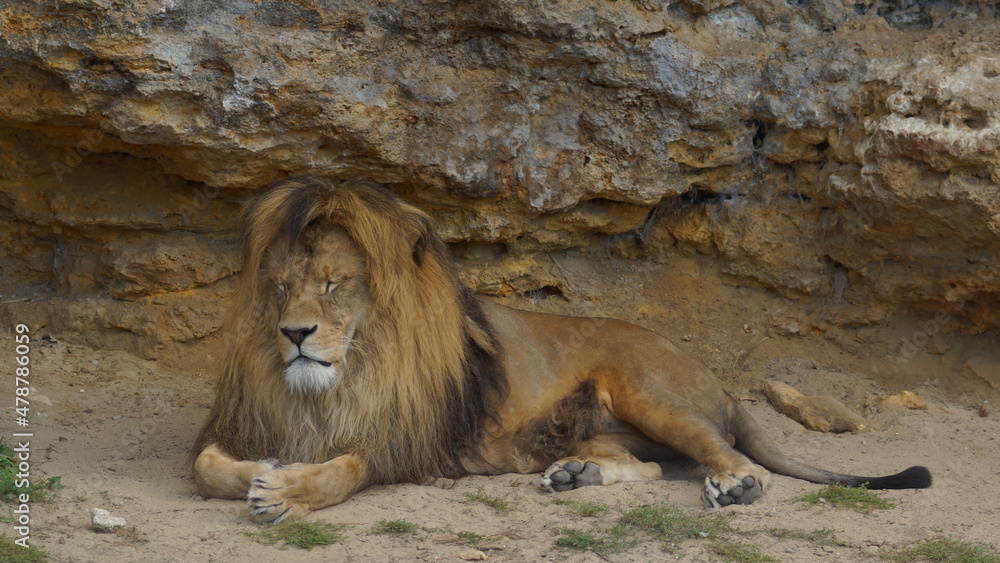 Berberian lion (Panthera leo leo) Stock Photo | Adobe Stock