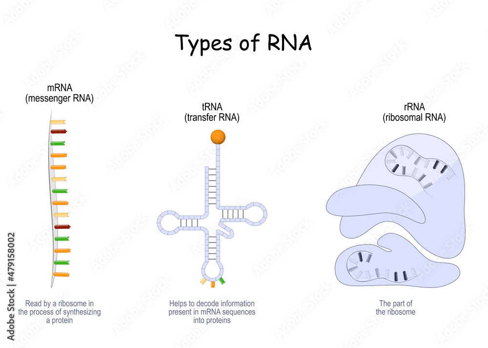 Types of RNA. tRNA, mRNA and rRNA の Stock ベクター | Adobe Stock