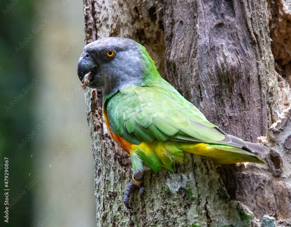 Exotic birds to be seen at the Birds of Eden Sanctuary on the Garden ...