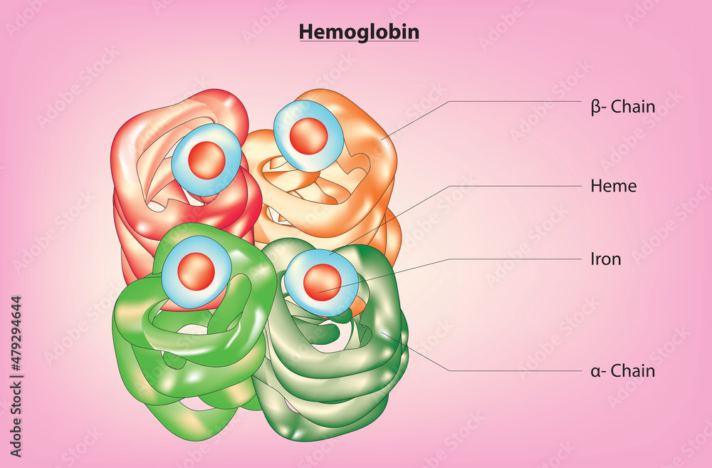 Biochemical model of hemoglobin (Structure of hemoglobin) Stock Vector ...