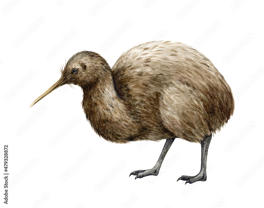 Kiwi bird watercolor illustration. Hand drawn apteryx native New ...