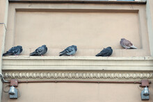 Pigeon Sitting On A Building Ledge Free Stock Photo - Public Domain ...