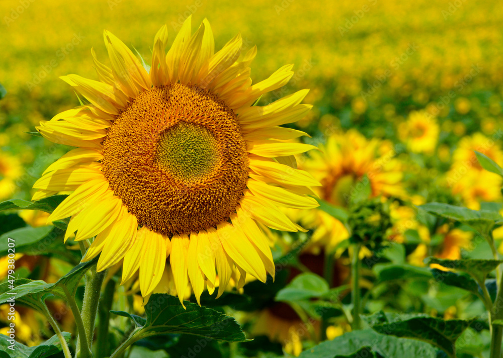 Helianthus, kwitnący, żółty slonecznik, pole kwitnących słoneczników ...