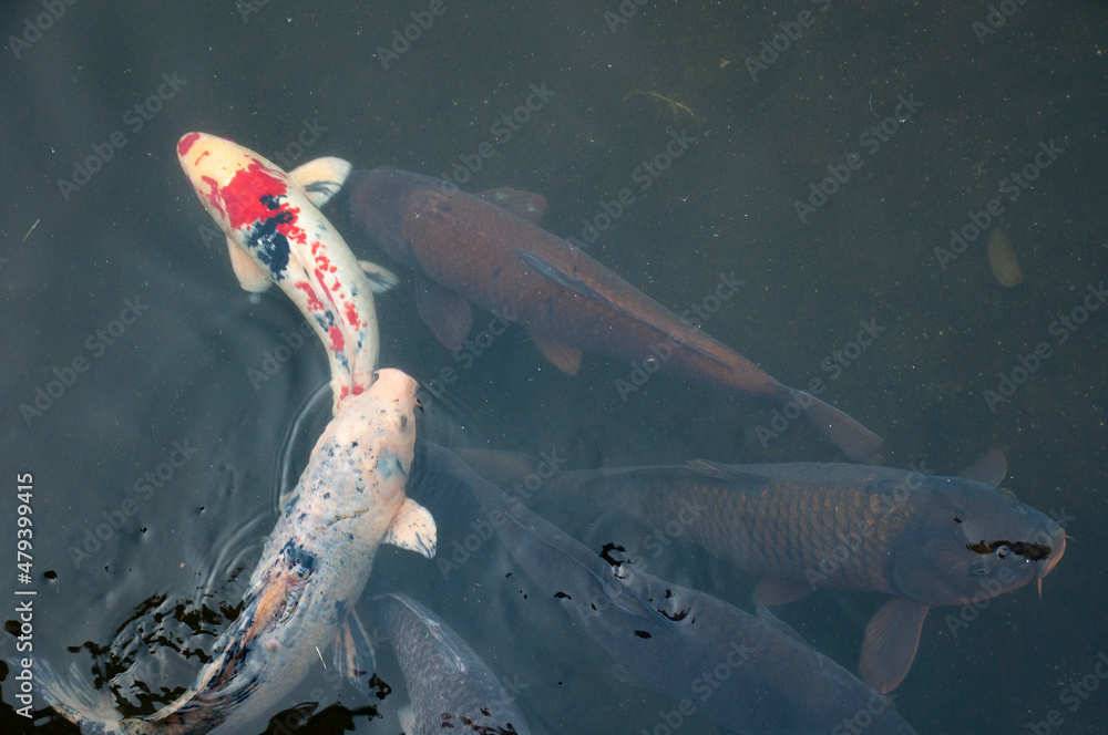 Koi fish seen from above Stock Photo | Adobe Stock