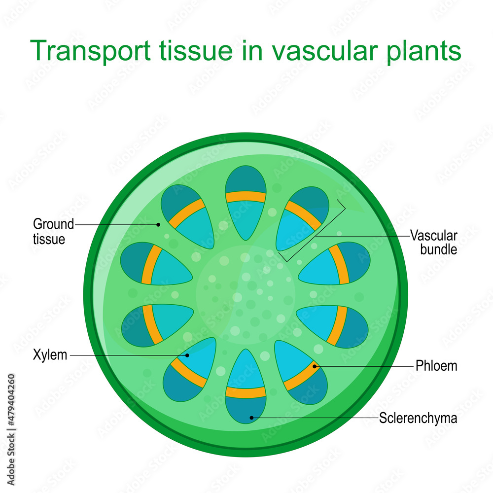 vascular tissue system of plants Stock Vector | Adobe Stock