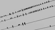 Birds On A Wire Free Stock Photo - Public Domain Pictures