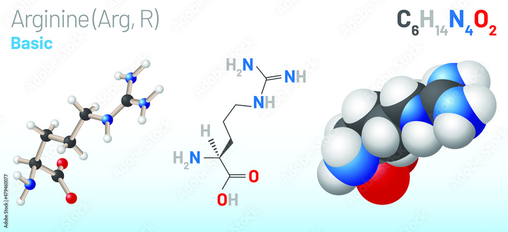 Arginine (Arg, R) amino acid molecule. (Chemical formula C6H14N4O2) it ...