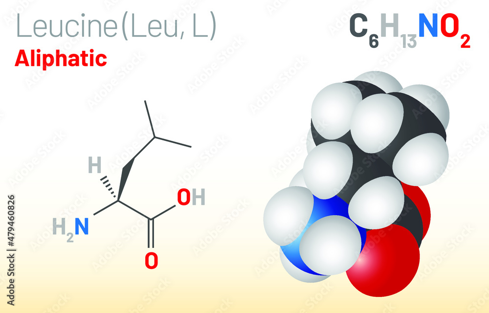 Leucine (Leu, L) amino acid molecule. (Chemical formula C6H13NO2) used ...