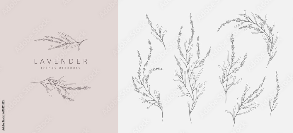 Set of Lavender logo and branch. Hand drawn wedding herb, plant and monogram with elegant leaves ...