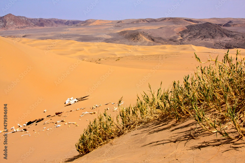 The bones of a long dead Oryx lie scattered across the sands of the ...
