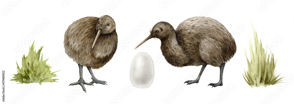 Kiwi bird set. Watercolor illustration. Hand drawn apteryx native New ...