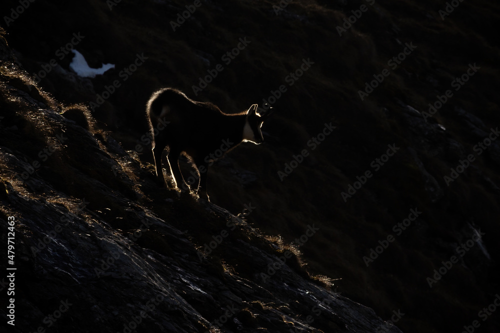 Mysterious tatra chamois, rupicapra rupicapra tatrica, walking on a ...
