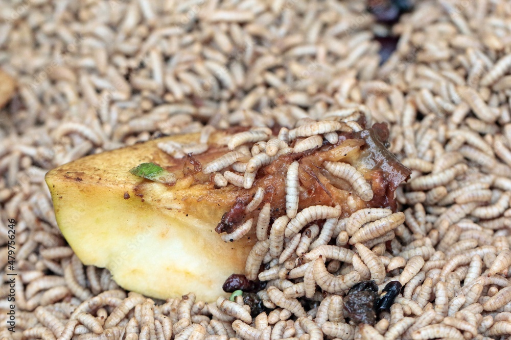 Hermetia illucens, the black soldier fly. Larvae eats an apple fruit ...
