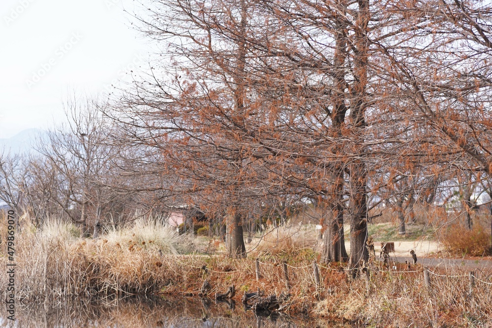 Bald cypress in winter. Cupressaceae deciduous conifers native to North ...