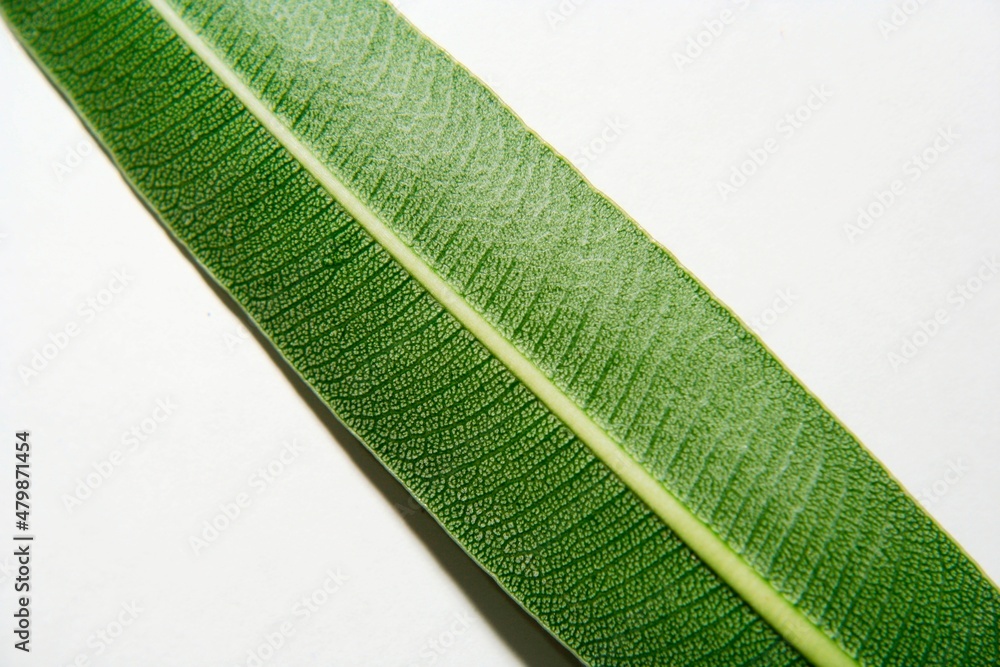 Garden Laurel Leaf son de color verde lanceolado, verticilados y ...