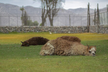 Alpaca Sleeping Free Stock Photo - Public Domain Pictures