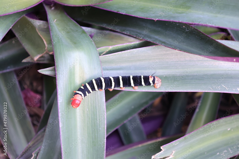 La chenille du Frangipanier (Pseudosphinx tetrio) ou chenille Rasta ...
