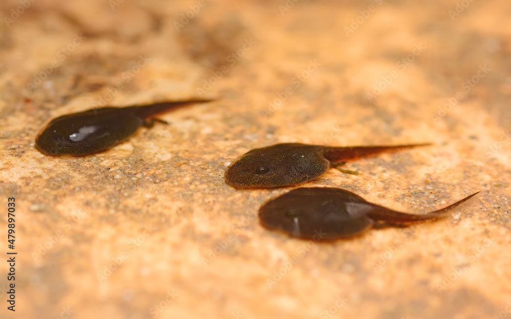 ภาพถ่าย Stock Tadpoles in the water in a natural stream, A tadpole is ...