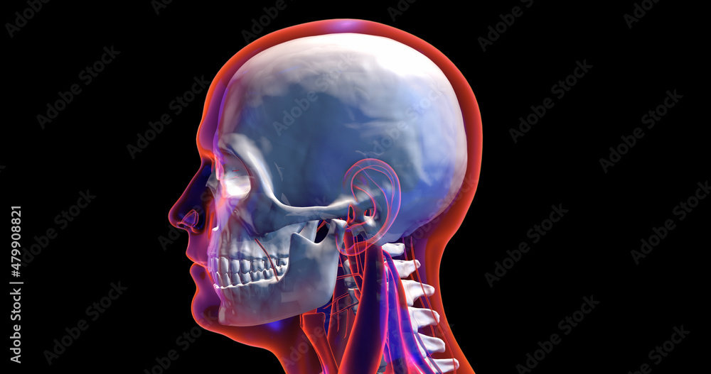 Inside Of Human Head. Skull, Brain, Nervous System. X-ray Visualization ...