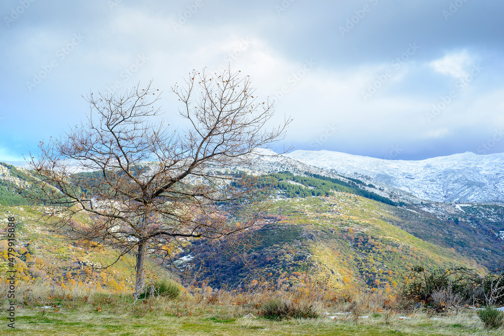 tree without leaves and snowy mountain of Hervas in autumn, Extremadura ...