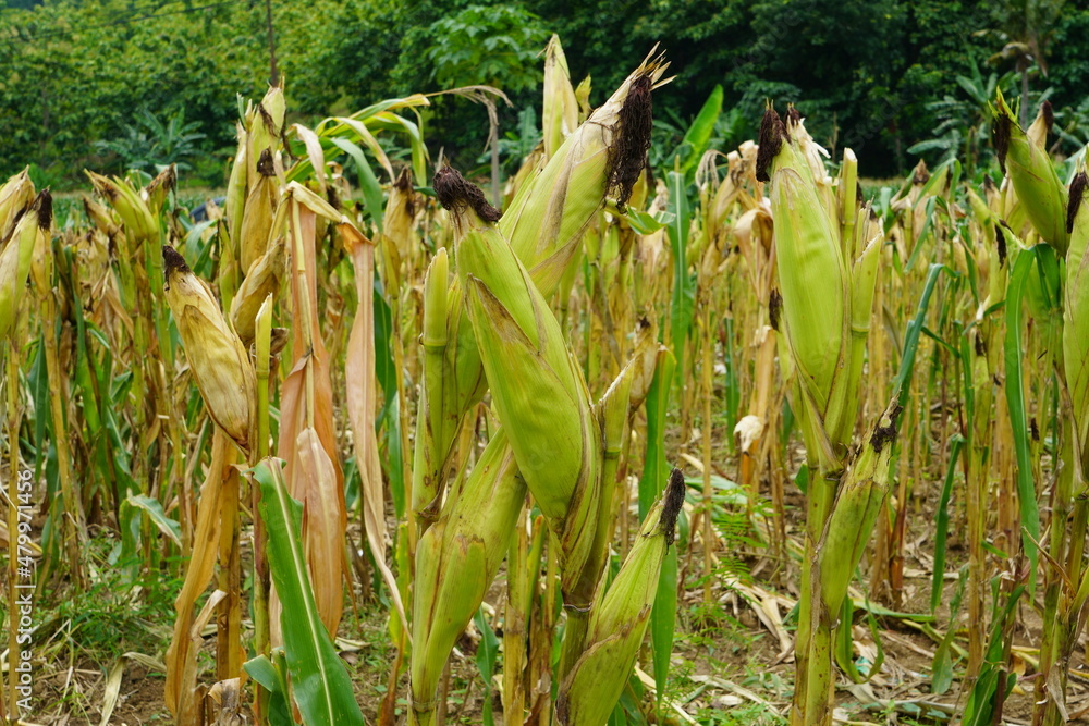 Moldy corn. View of corn with Ear Rot, damage commonly caused by insect ...