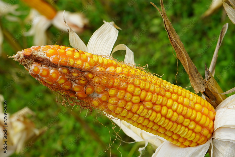 Moldy corn. View of corn with Ear Rot, damage commonly caused by insect ...
