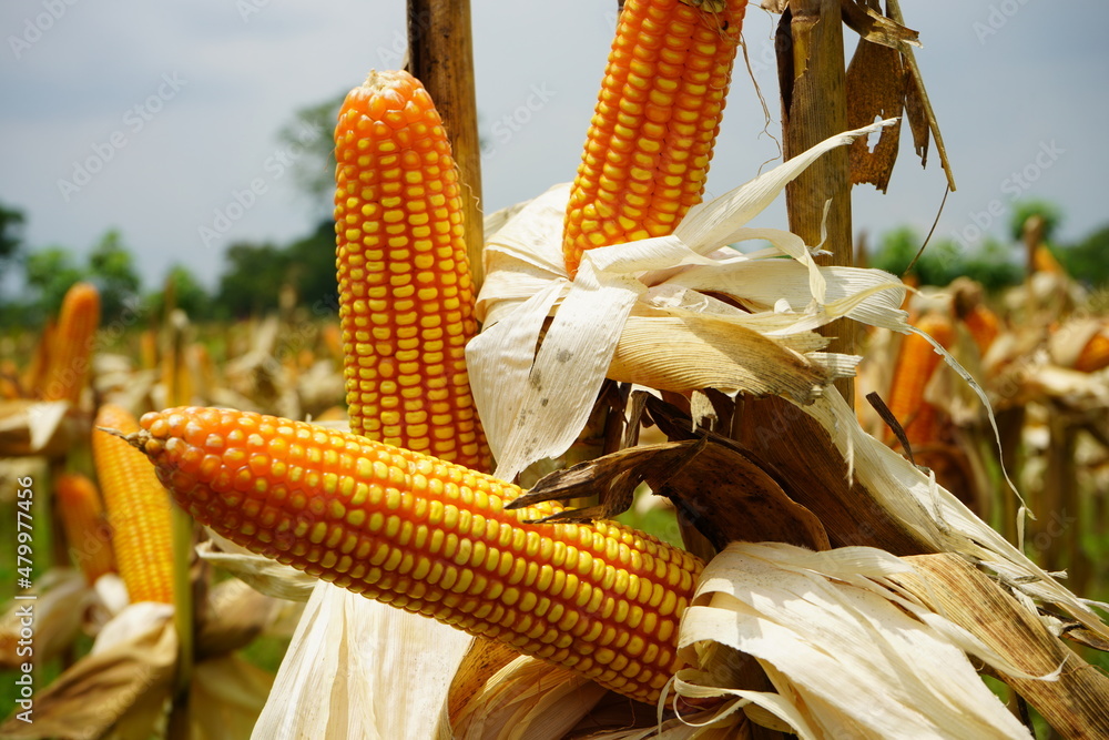 Corn is a tall annual cereal grass (Zea mays) that is widely grown for ...
