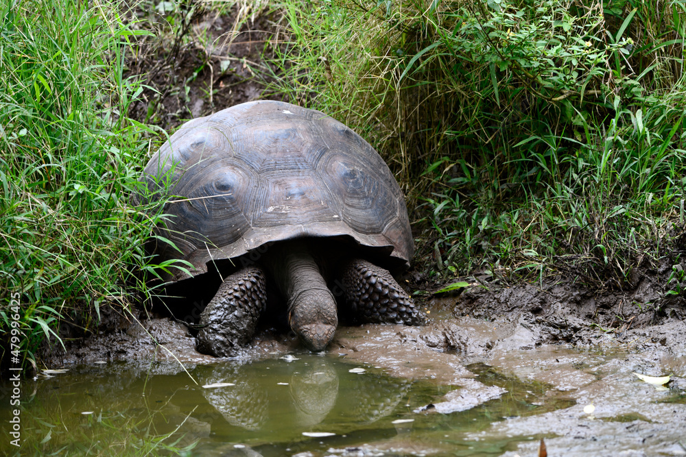 ancient large amphibious tortoises in natural conditions in the ...