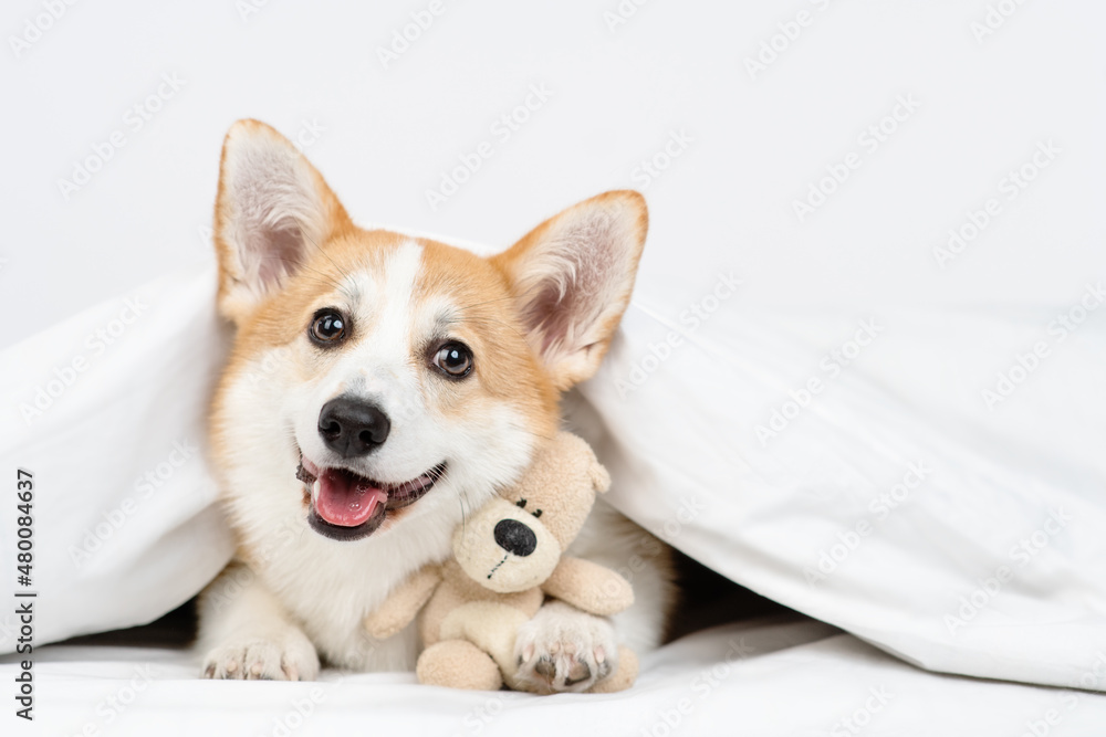 Corgi puppy lying on a bed under a blanket with a plush bear hugging ...