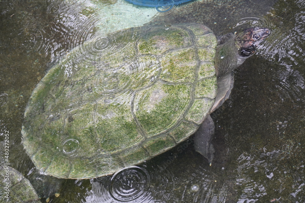Arrau turtle (podocnemis expansa), giant Amazon river tortoise, the ...