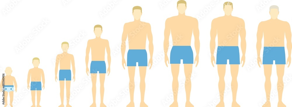 Man life cycle flat vector illustration. Stages of aging men. The human ...