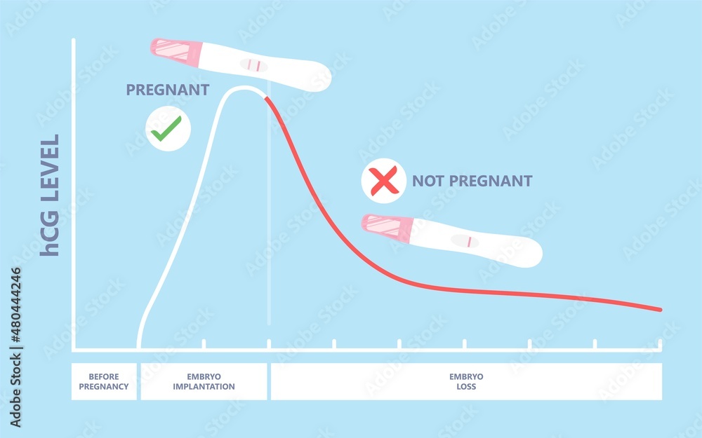 Beta hCG levels blood test at home period of days false result weeks ...