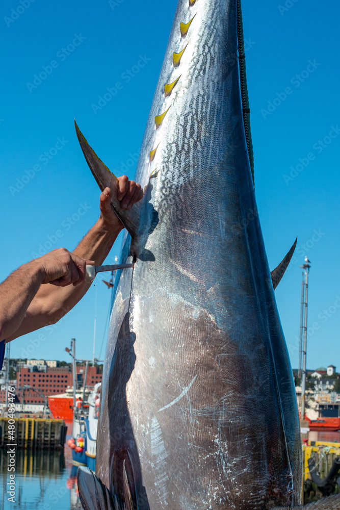 Atlantic bluefin tuna hanging by its dark blue and silver color tail ...