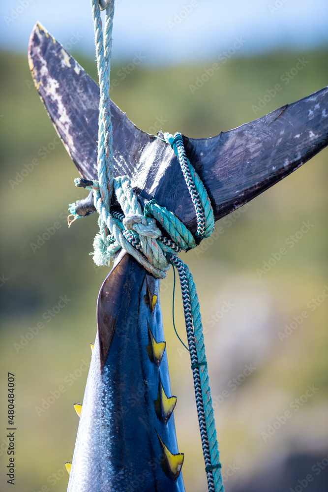 Atlantic bluefin tuna hanging by its dark blue and silver color tail ...