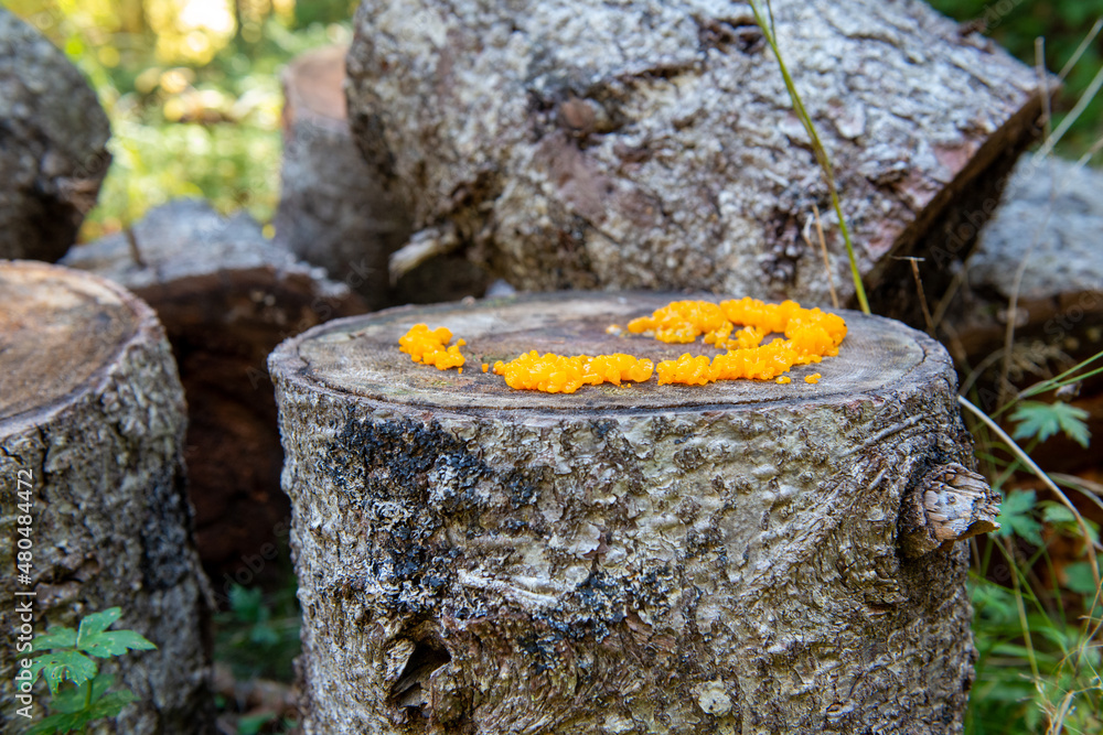 A vibrant yellow fungus growing in a circle pattern on the stump of a ...