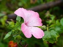 Pink Petunia And Rain Drops Free Stock Photo - Public Domain Pictures