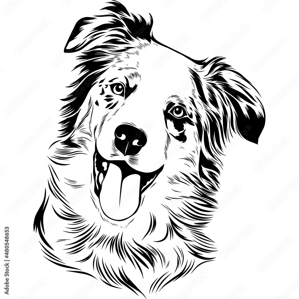 Australian Shepherd Dog Head Potrait Vector on a White Background Stock ...