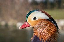 Mandarin Duck Free Stock Photo - Public Domain Pictures