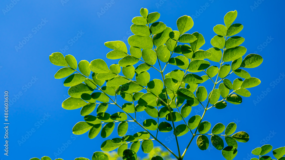 Moringa oleifera is a fast-growing, drought-resistant tree of the ...