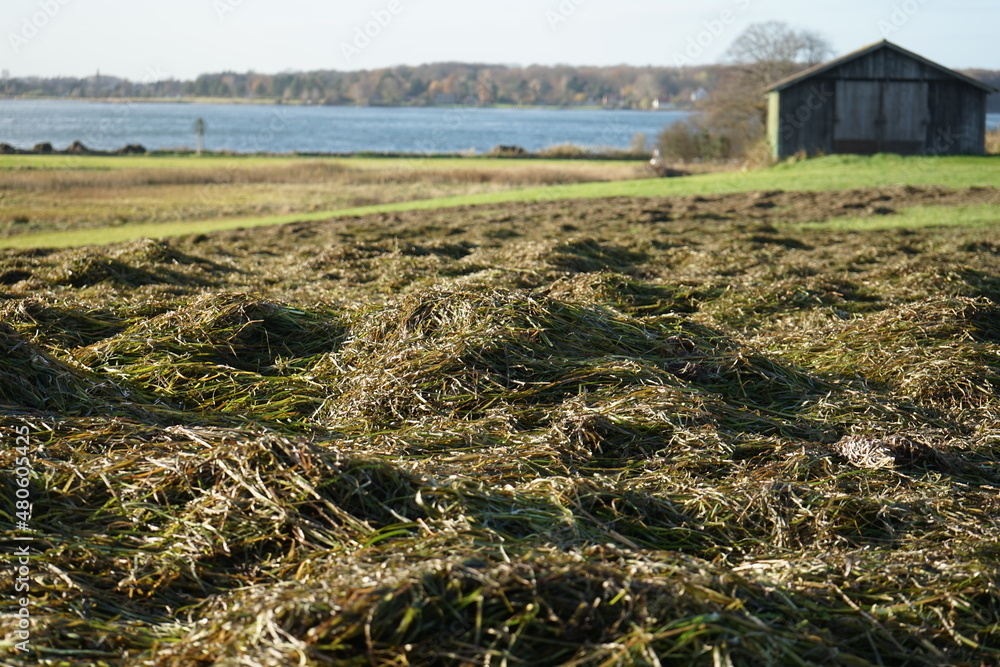 Harvesting and drying washed up seaweed, for an ecological, sustainable ...