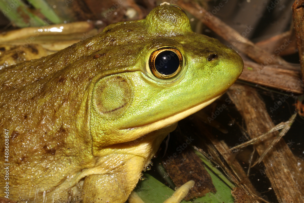 Close-up profile of the head of a female American bullfrog. It can be ...